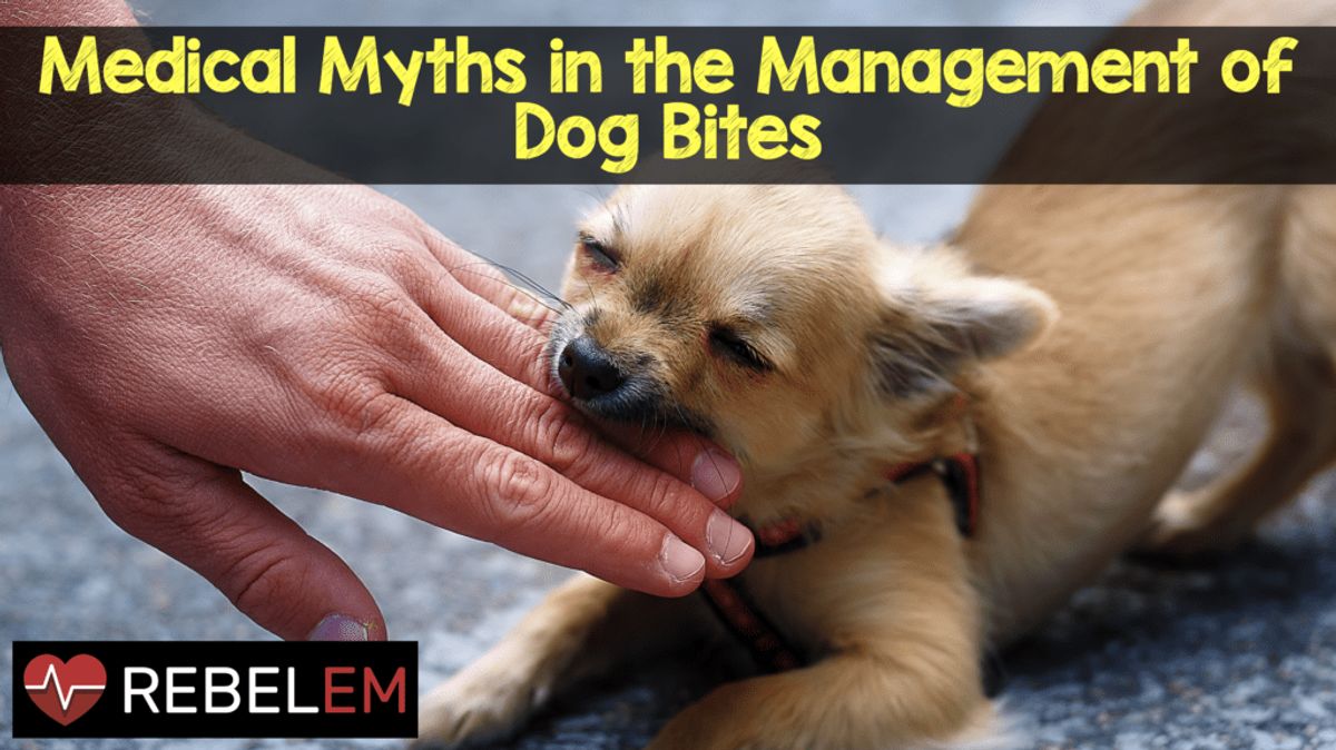 Common Misconceptions About Dog Behavior Debunked – PetsForLife