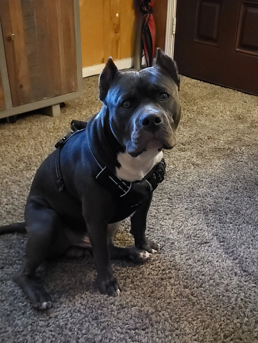 Do Every Dog Has Rabies? – PetsForLife