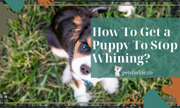The Ultimate Guide to Stopping Your Puppy's Whining – PetsForLife