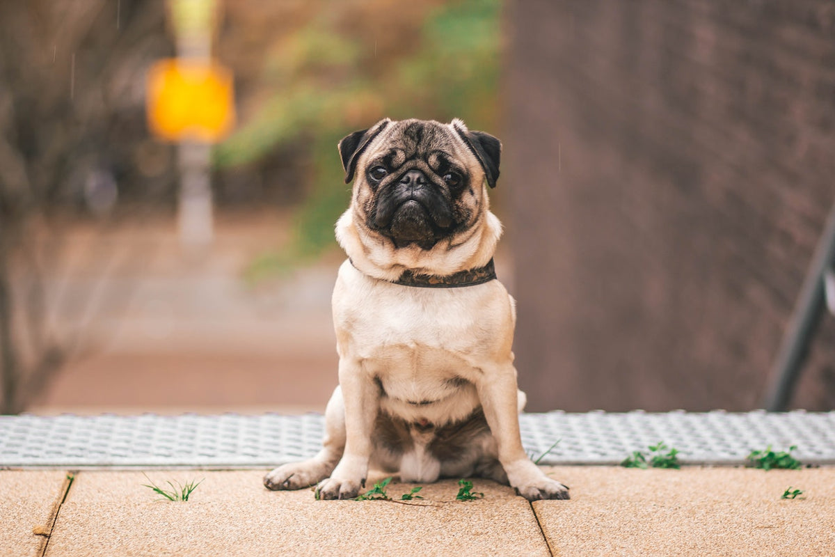 How Do Dogs Have Babies – PetsForLife