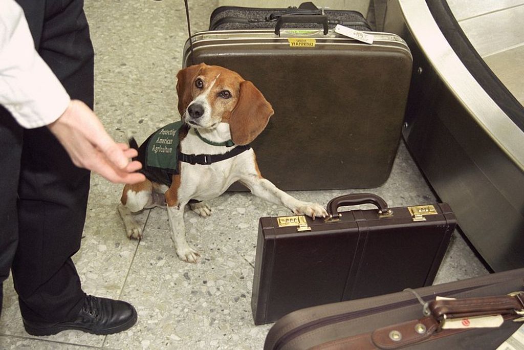 5 Key Dog Checks Every Pet Owner Should Perform Regularly – PetsForLife