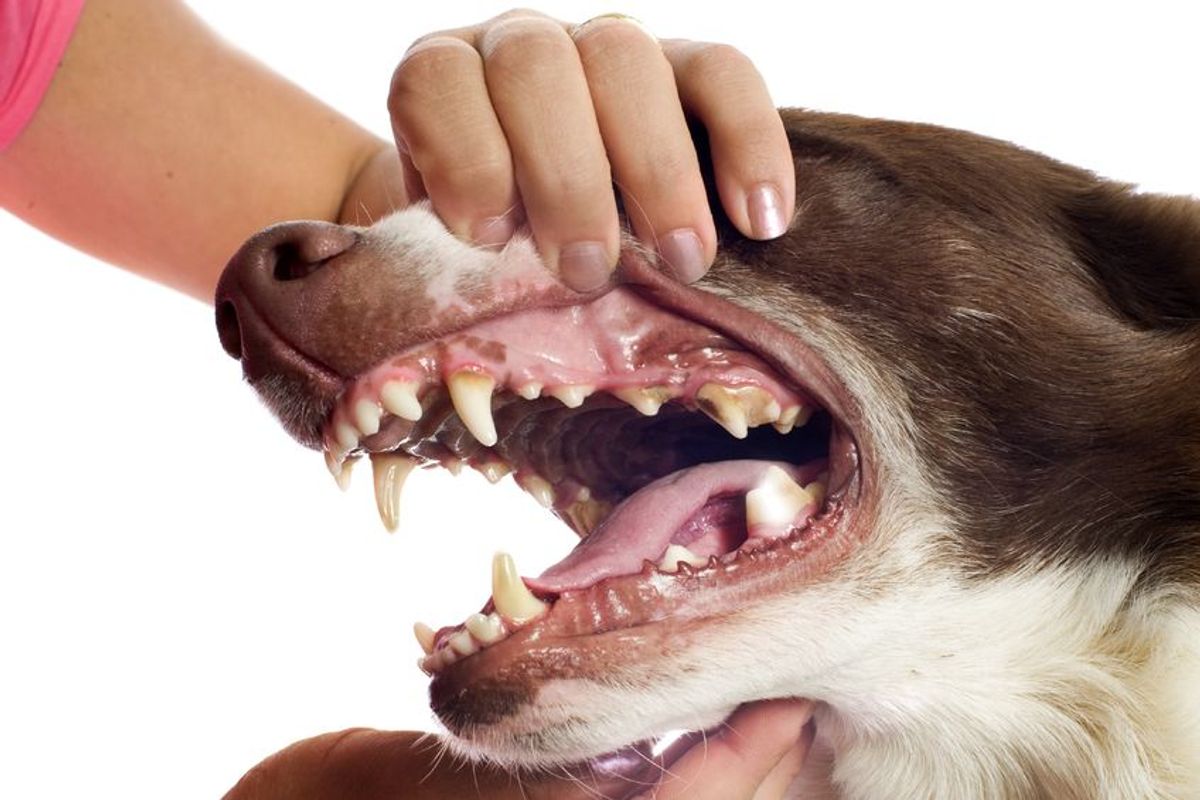 How to Handle Fear Aggression in Dogs – PetsForLife